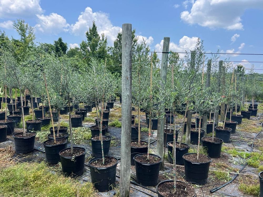 European Olive Tree ‘Arbequina’ (Olea Europaea) – Plantology USA