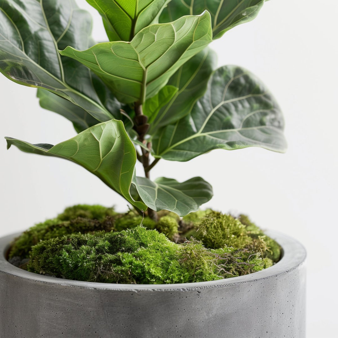 Giant Leopard Plant for Sale | PlantologyUSA.com – Plantology USA