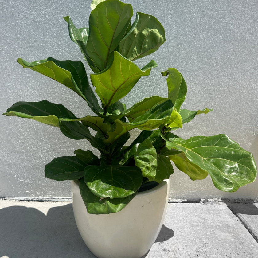 Fiddle Leaf Fig for Sale | PlantologyUSA.com – Plantology USA