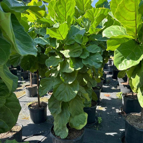 Fiddle Leaf Fig for Sale | PlantologyUSA.com – Plantology USA