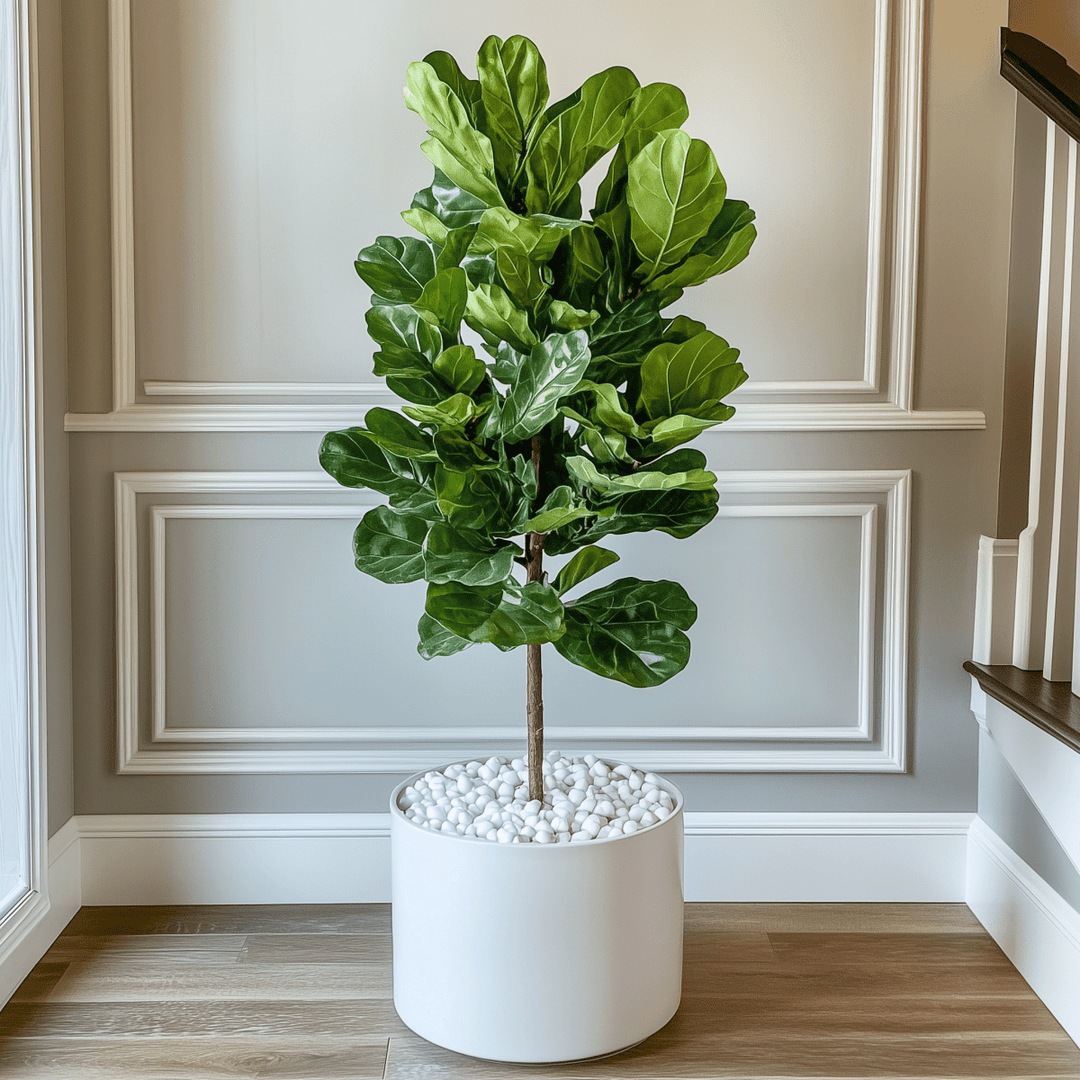 Fiddle Leaf Fig for Sale | PlantologyUSA.com – Plantology USA