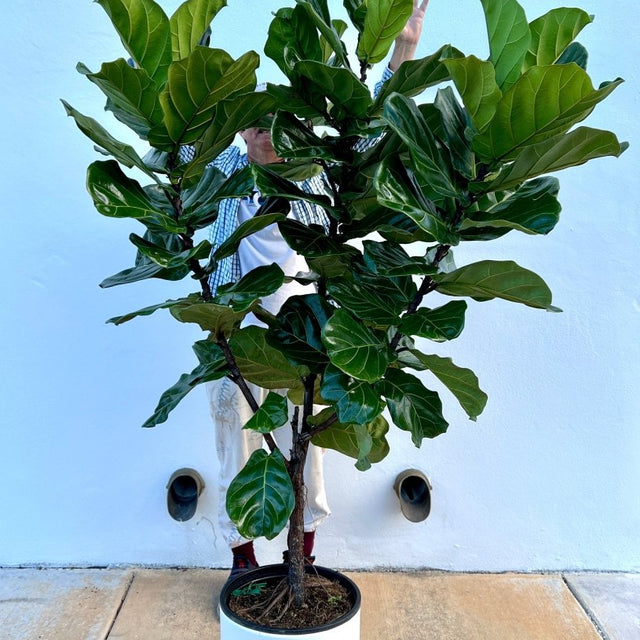Fiddle Leaf Fig for Sale | PlantologyUSA.com – Plantology USA