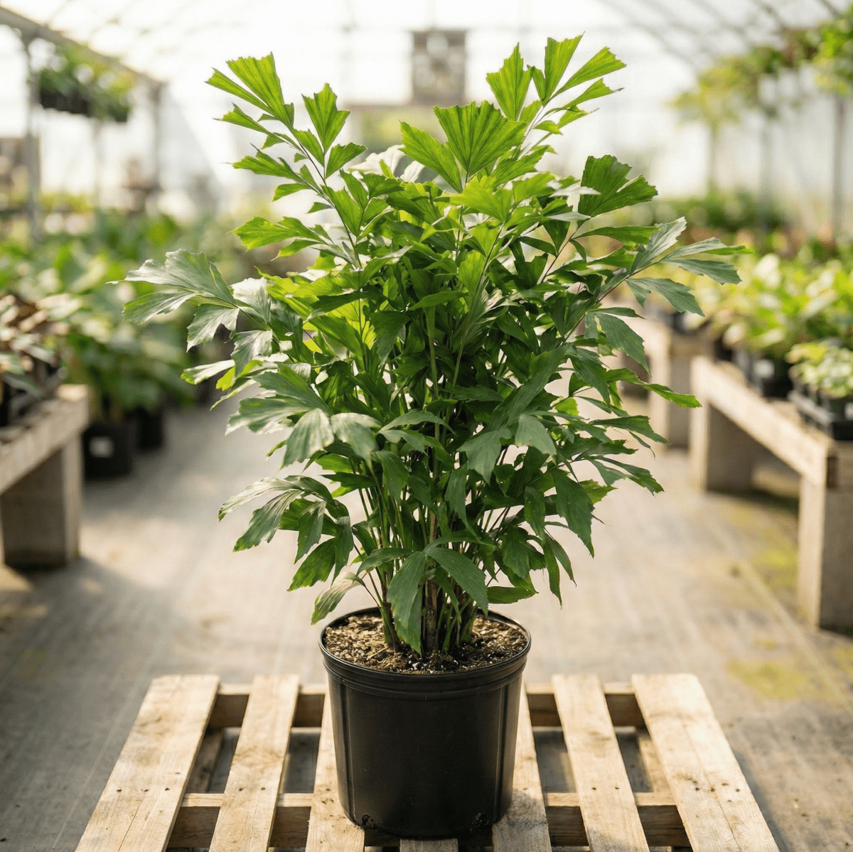 Fishtail Palm for Sale | PlantologyUSA.com – Plantology USA