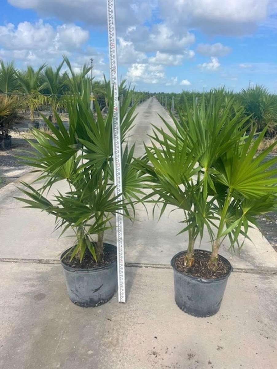 Florida Thatch Palm (Thrinax radiata) – Plantology USA