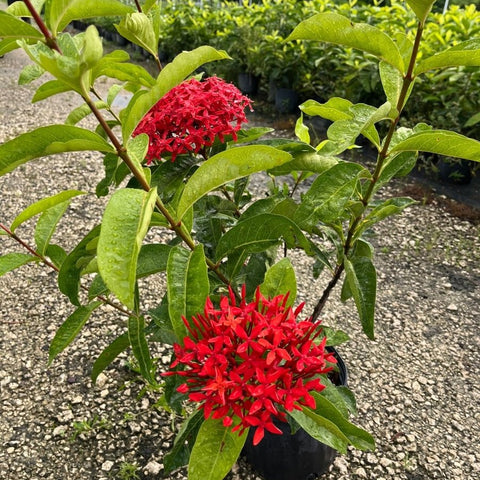 Ixora Taiwanese for Sale | PlantologyUSA.com – Plantology USA