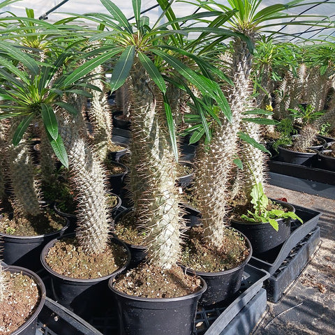 Madagascar Palm for Sale | PlantologyUSA.com – Plantology USA