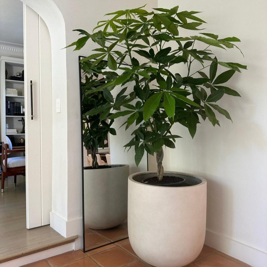 Money Tree for Sale | PlantologyUSA.com – Plantology USA