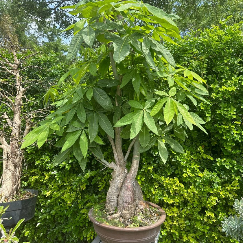 Money Tree for Sale | PlantologyUSA.com – Plantology USA