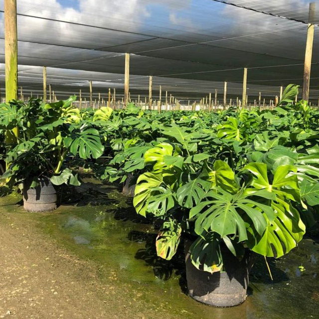 Monstera Deliciosa (Swiss Cheese) for Sale | Plantology – Plantology USA