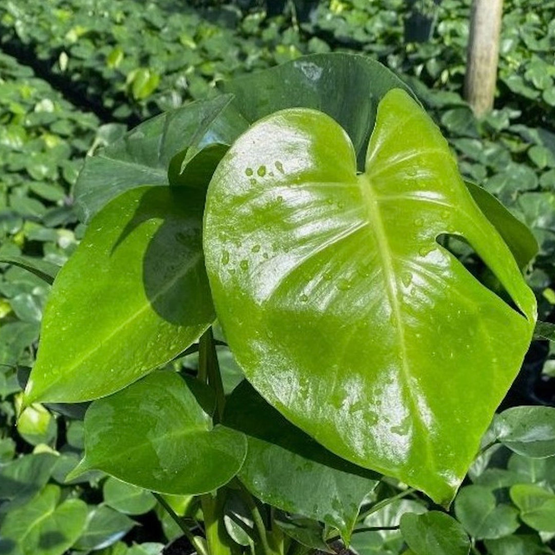 Monstera Deliciosa – Swiss Cheese Plant | Buy Healthy & Thriving ...