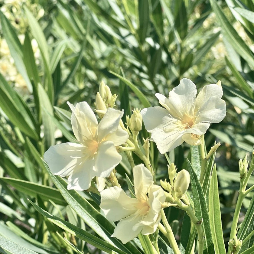 Oleander 'Hardy White' for Sale | PlantologyUSA.com – Plantology USA