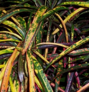 Croton Zanzibar for Sale | PlantologyUSA.com – Plantology USA