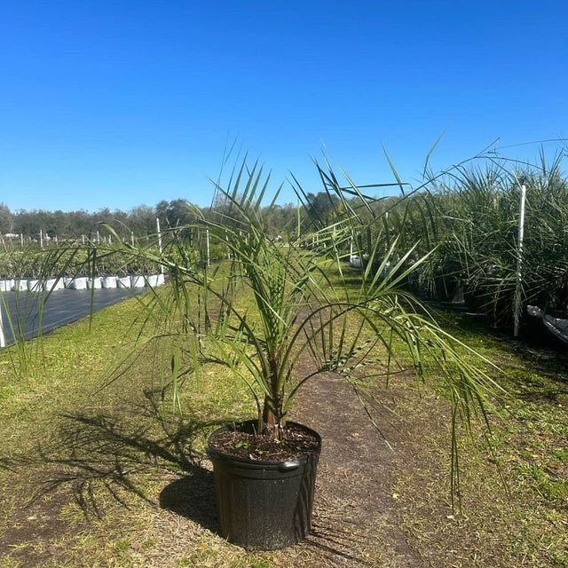 Pindo Palm, Jelly Palm (Butia Capitata) – Plantology USA