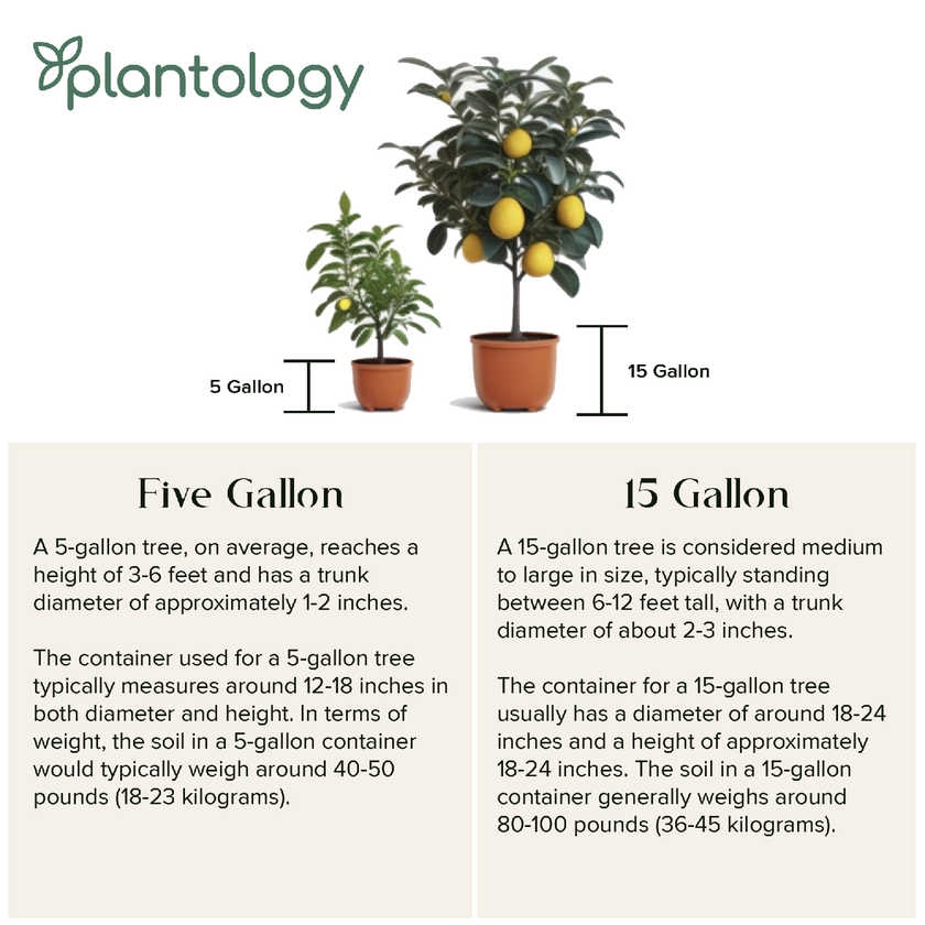 Copper Leaf Dwarf | Acalypha wilkesiana | Plantology - Fast Delivery ...