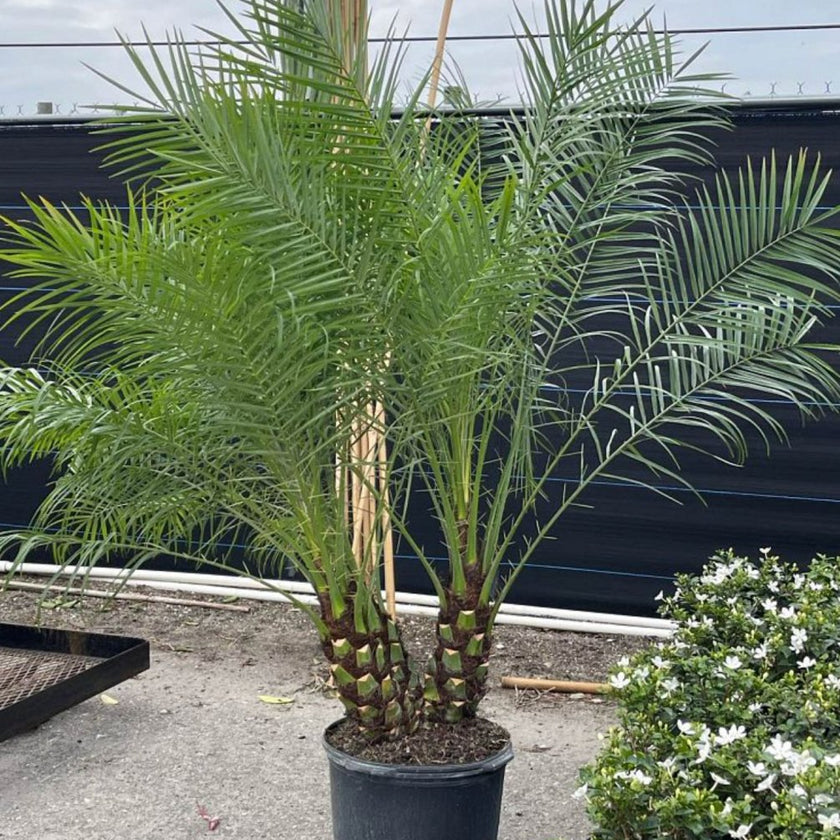Pygmy Date Palm for Sale | Plantology – Plantology USA