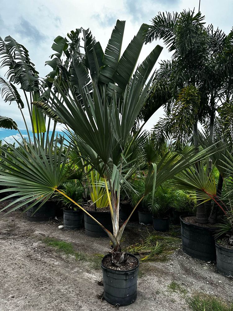 Red Latan Palm (Latania borbonica) – Plantology USA