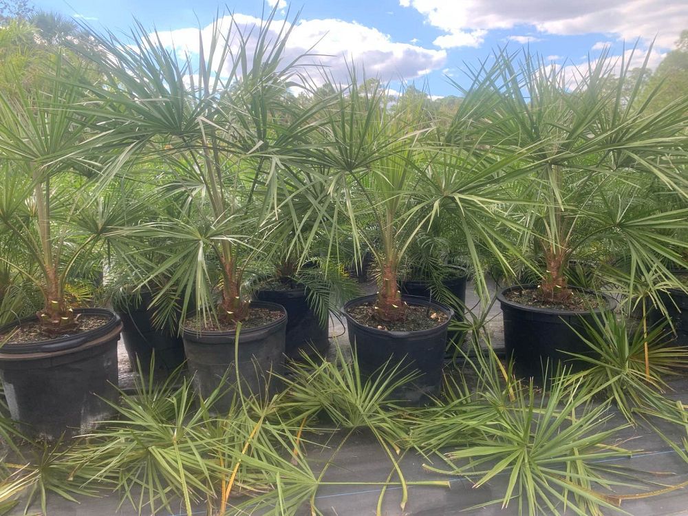 Ribbon Palm (Livistona Decipiens) – Plantology USA