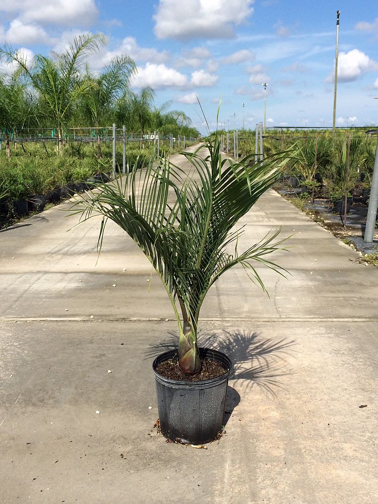 Triangle Palm (Dypsis Decaryi) – Plantology USA