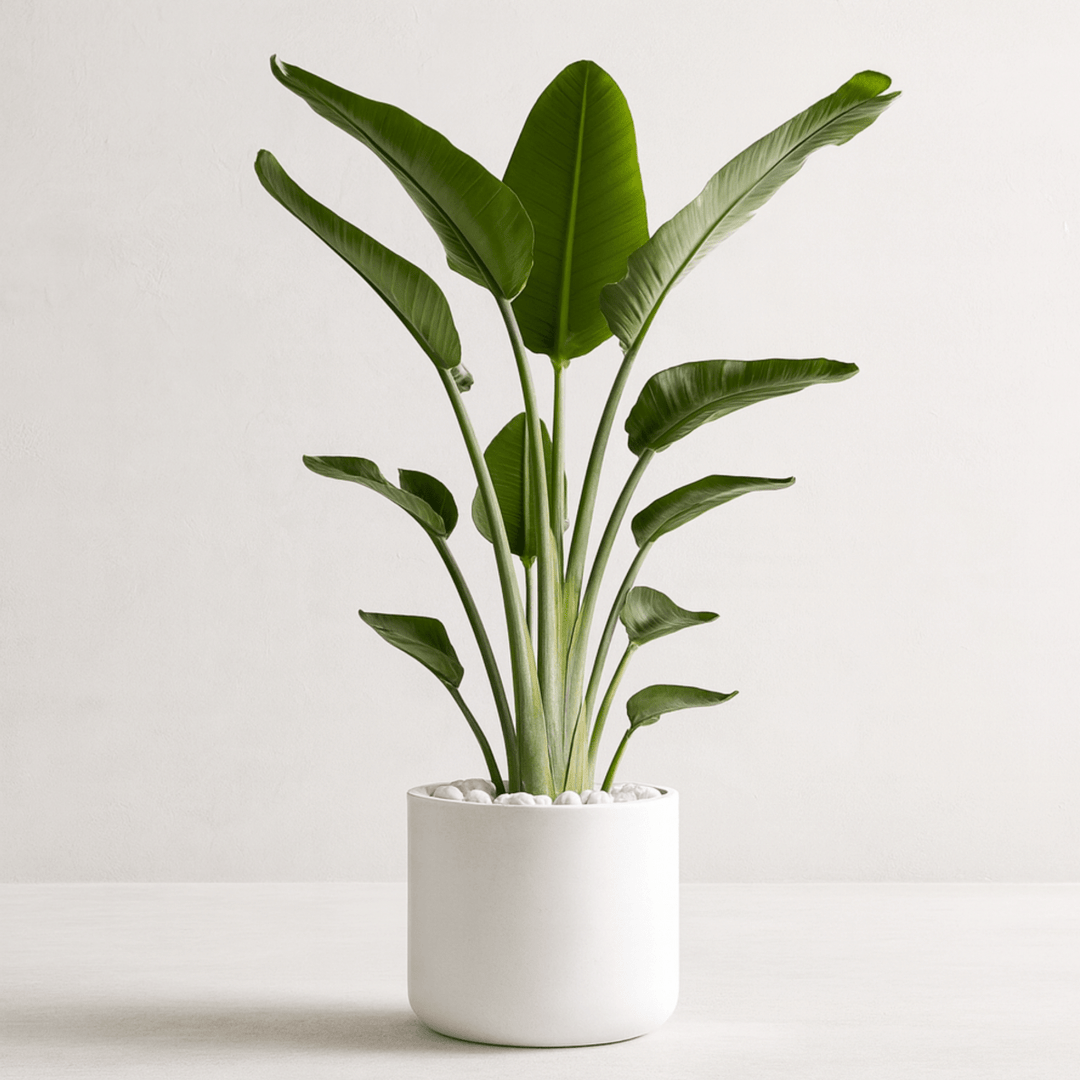 Plant Sizing Guide for Horticulturists | Plantology – Plantology USA