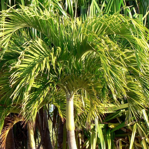 Adonidia Palm Double - Lush Christmas Palm Elegance – Plantology USA