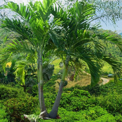 Adonidia Palm Double - Lush Christmas Palm Elegance – Plantology USA