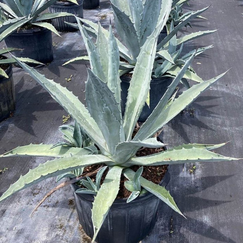 Blue Agave Plant - Tequilana Azul for Striking Landscapes – Plantology USA