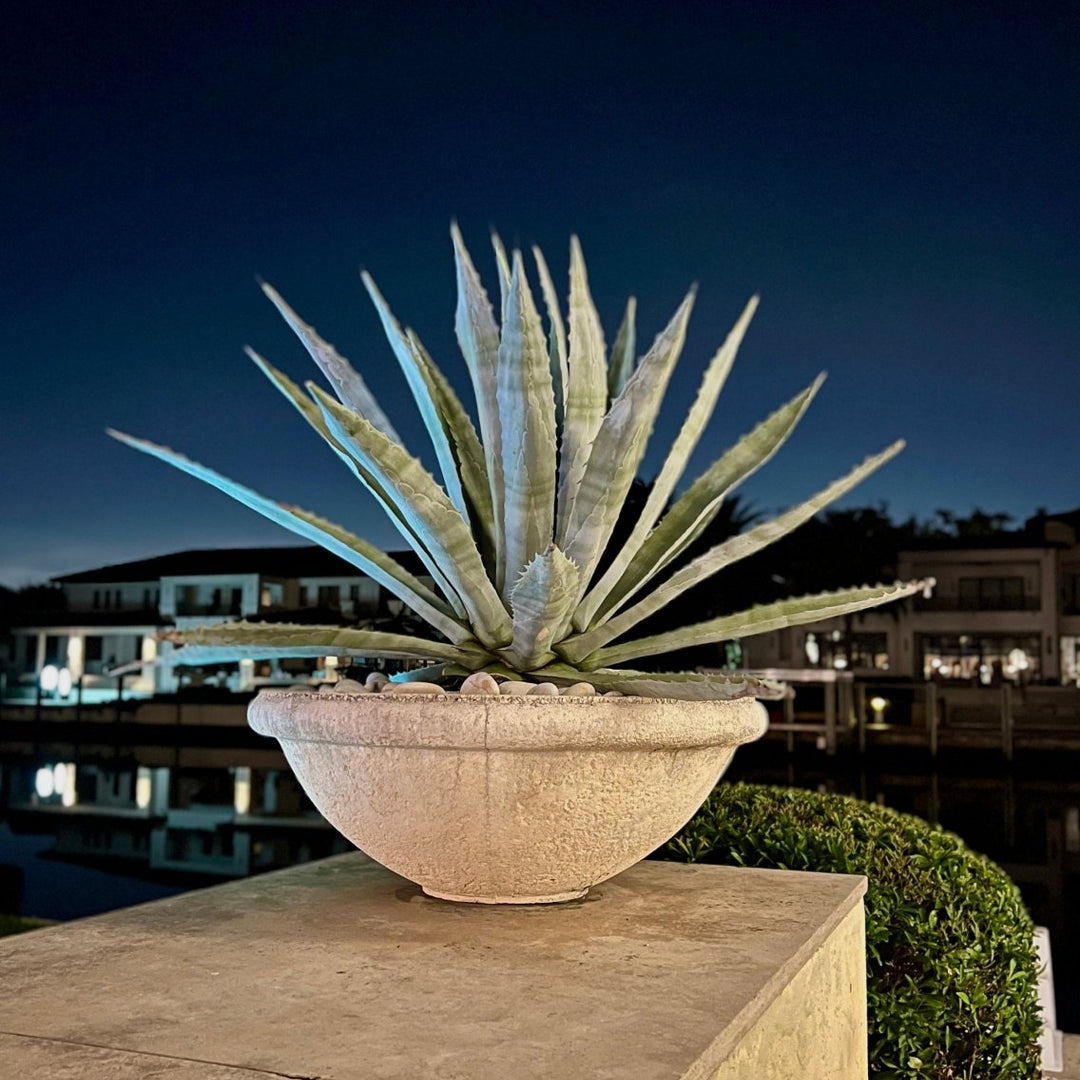 Blue Agave Plant - Tequilana Azul for Striking Landscapes – Plantology USA