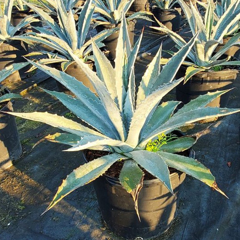 Blue Agave Plant - Tequilana Azul for Striking Landscapes – Plantology USA