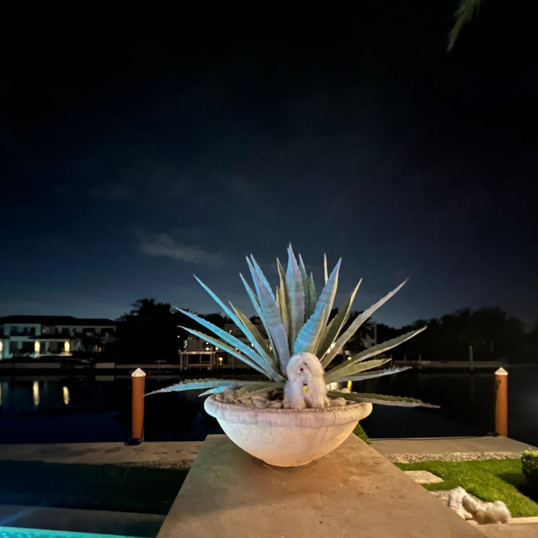 Blue Agave Plant - Tequilana Azul for Striking Landscapes – Plantology USA