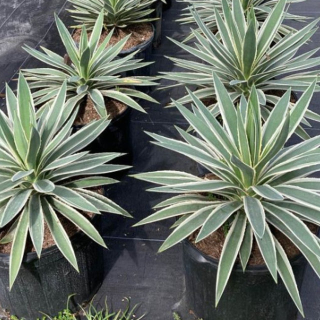 Caribbean Agave (Agave angustifolia) - Exotic Elegance – Plantology USA