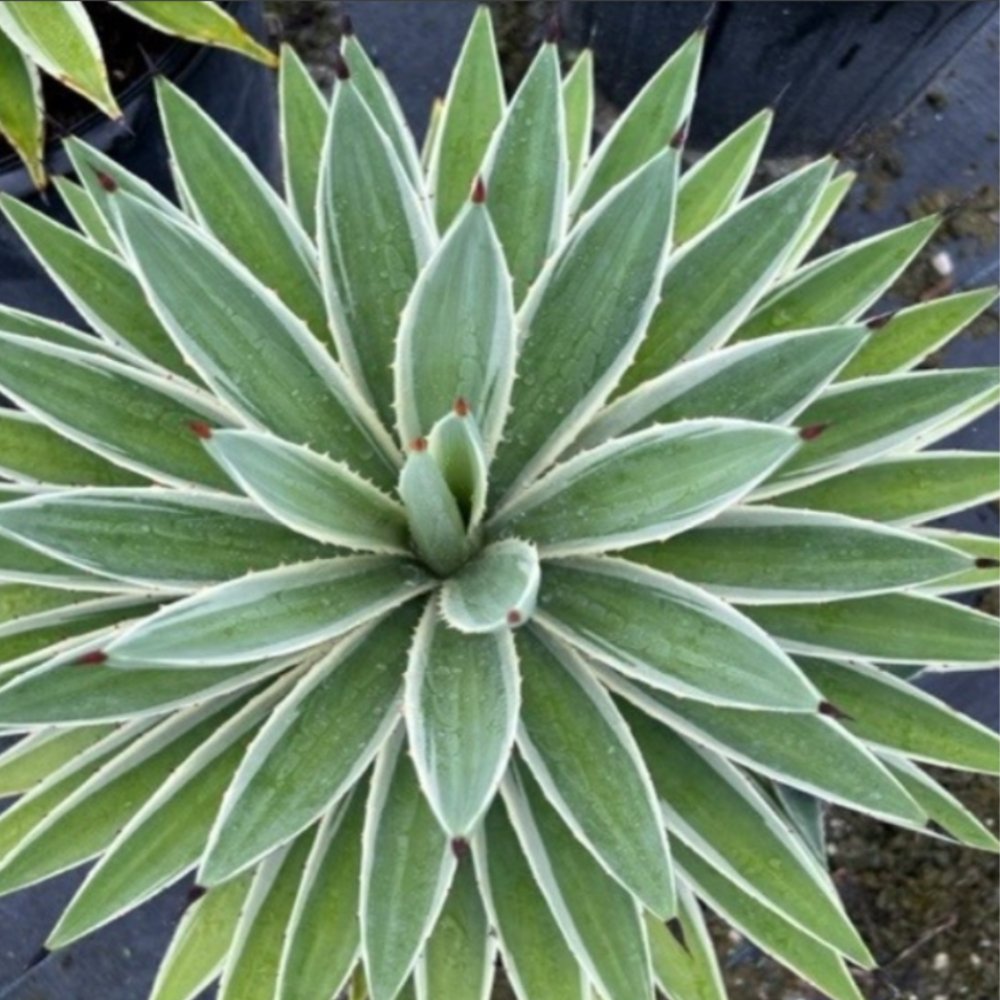 Caribbean Agave (Agave angustifolia) - Exotic Elegance – Plantology USA
