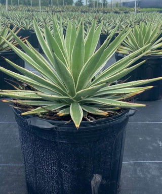 Caribbean Agave (Agave angustifolia) - Exotic Elegance – Plantology USA