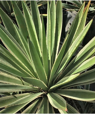 Caribbean Agave (Agave angustifolia) - Exotic Elegance – Plantology USA