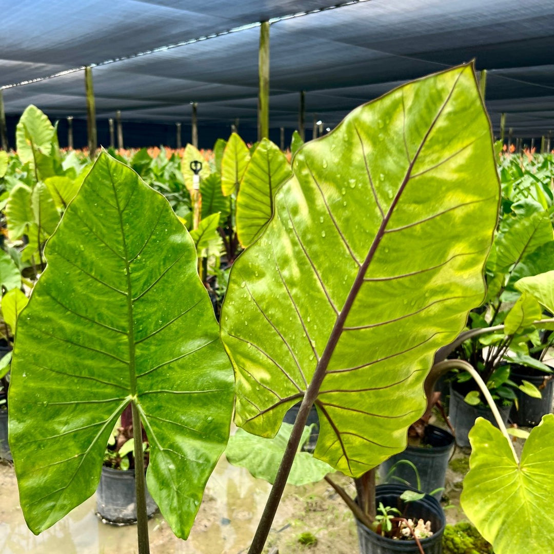 Alocasia "Dark Star" for Sale | PlantologyUSA.com – Plantology USA