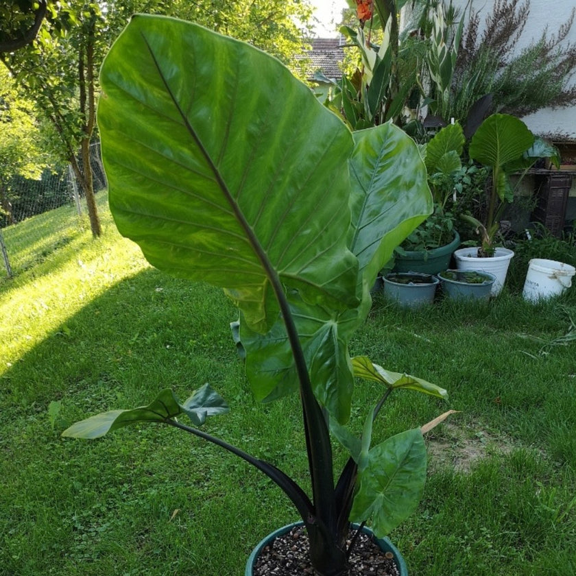 Alocasia "Dark Star" for Sale | PlantologyUSA.com – Plantology USA