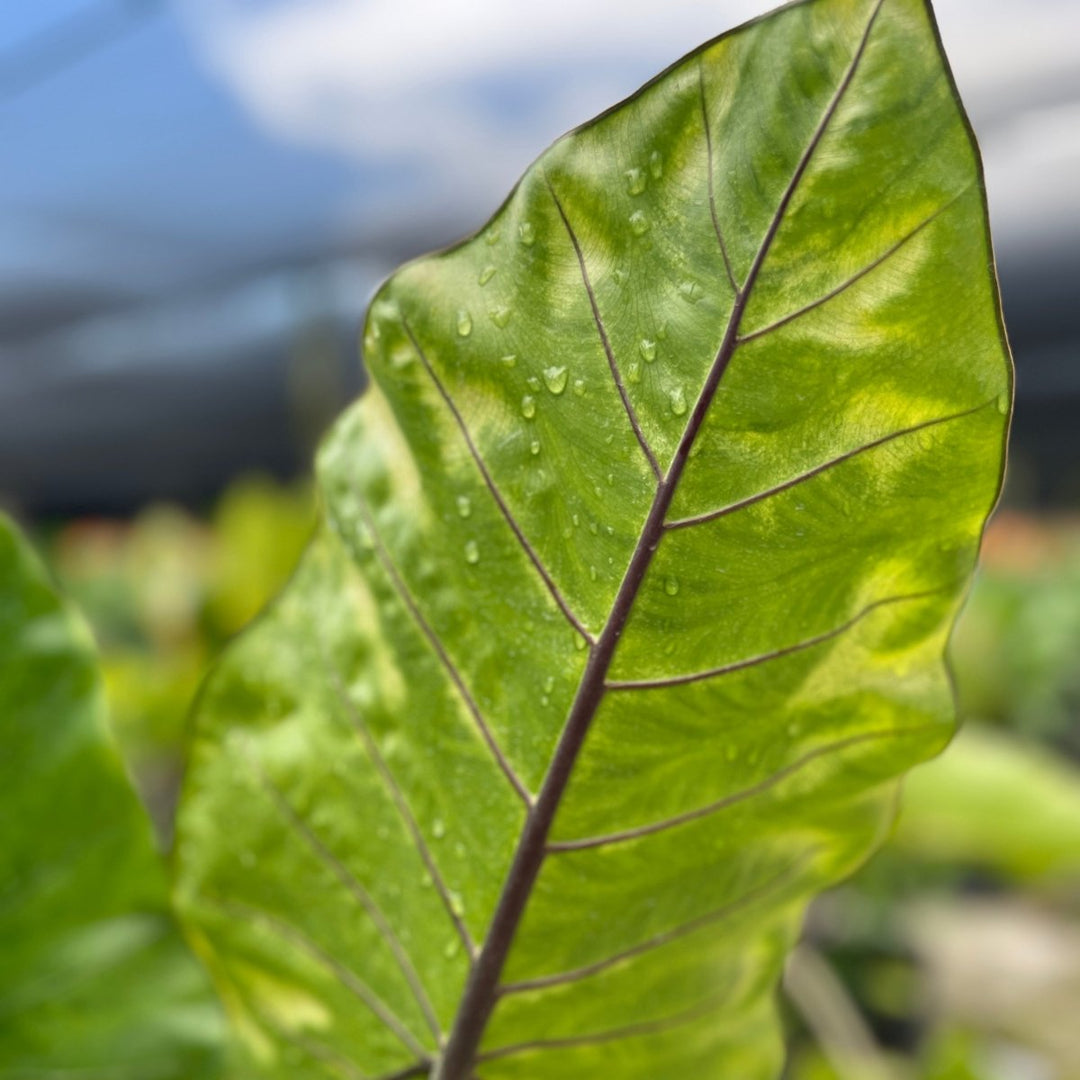 Alocasia "Dark Star" for Sale | PlantologyUSA.com – Plantology USA