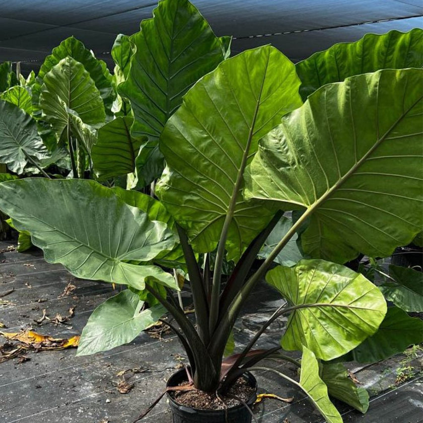 Alocasia "Dark Star" for Sale | PlantologyUSA.com – Plantology USA