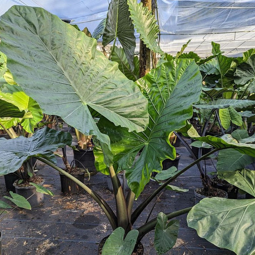 Alocasia "Dark Star" for Sale | PlantologyUSA.com – Plantology USA