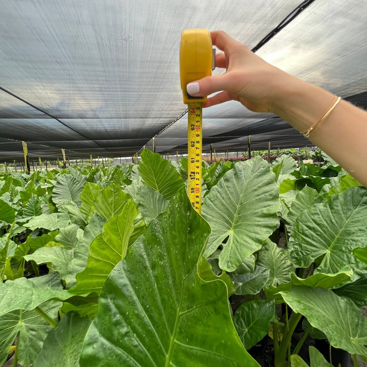 Alocasia "odora" for Sale | PlantologyUSA.com – Plantology USA