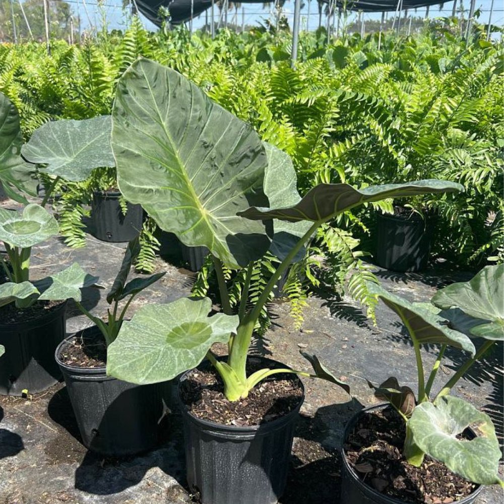 Alocasia "Regal Sheilds" for Sale | PlantologyUSA.com – Plantology USA