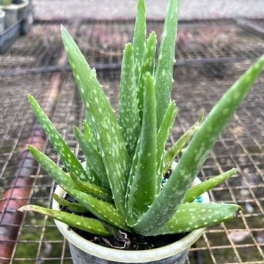 Aloe Vera - Medicinal Aloe Plant | Plantology – Plantology USA