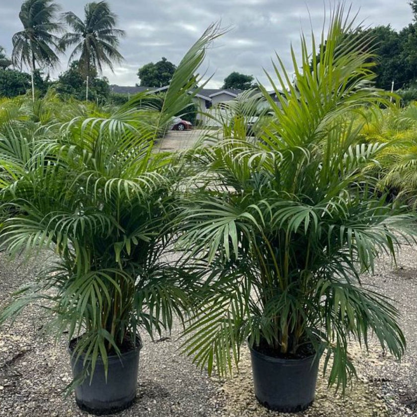 Alexander Palm vs Christmas Palm: Two Palm Trees Compared – Plantology USA