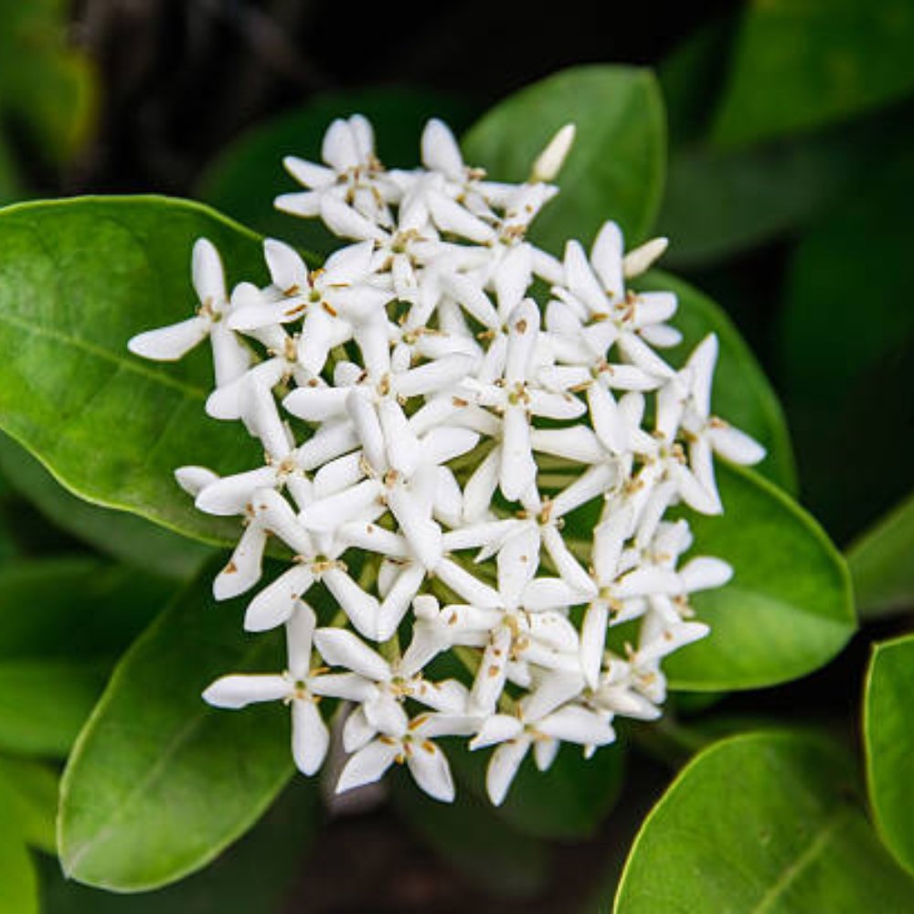 Asian Snow for Sale | PlantologyUSA.com