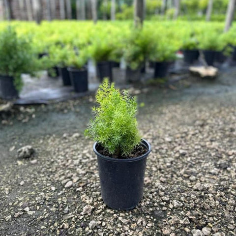 Asparagus Springerii for Sale | PlantologyUSA.com – Plantology USA