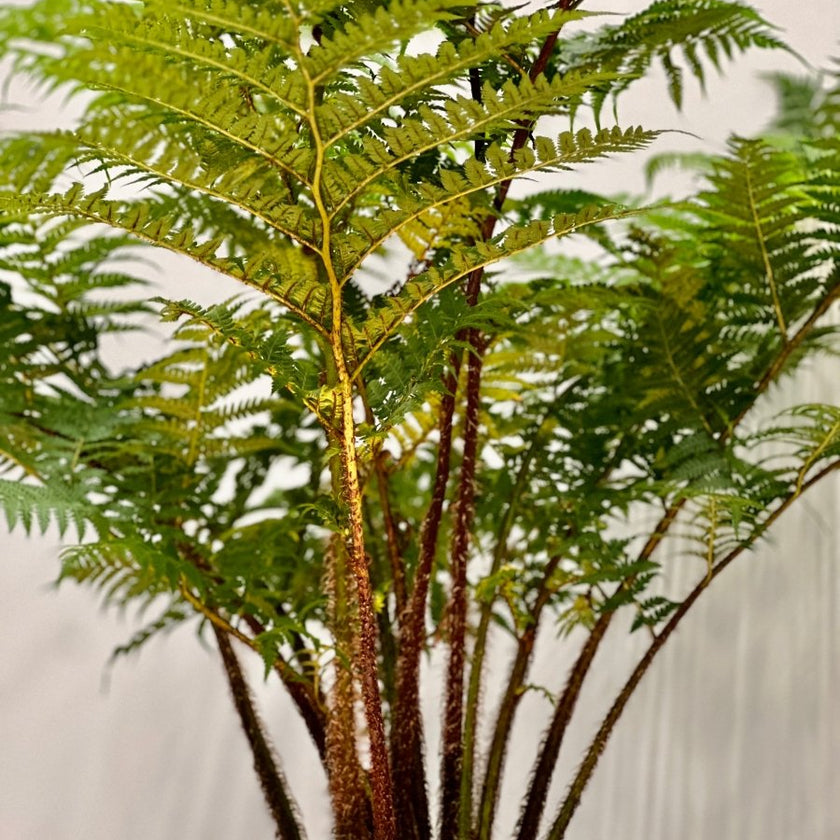 Australian Tree Fern for Sale | PlantologyUSA.com – Plantology USA