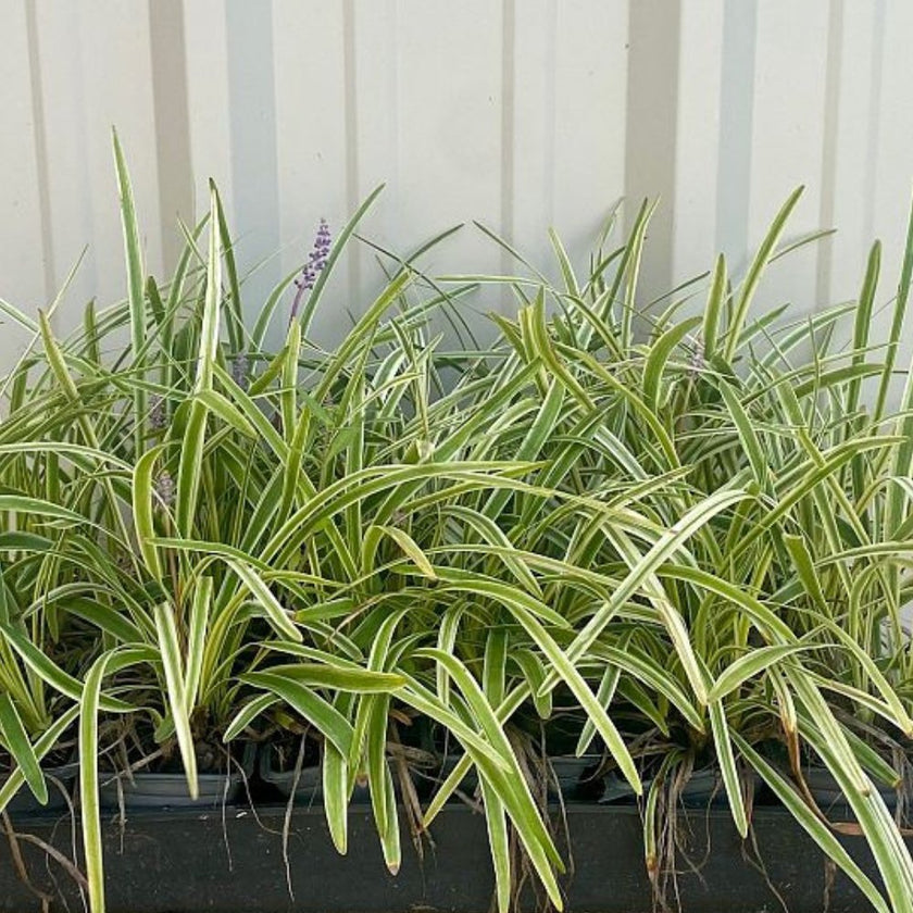 Azteca Grass Liriope Muscari for Sale | PlantologyUSA.com – Plantology USA