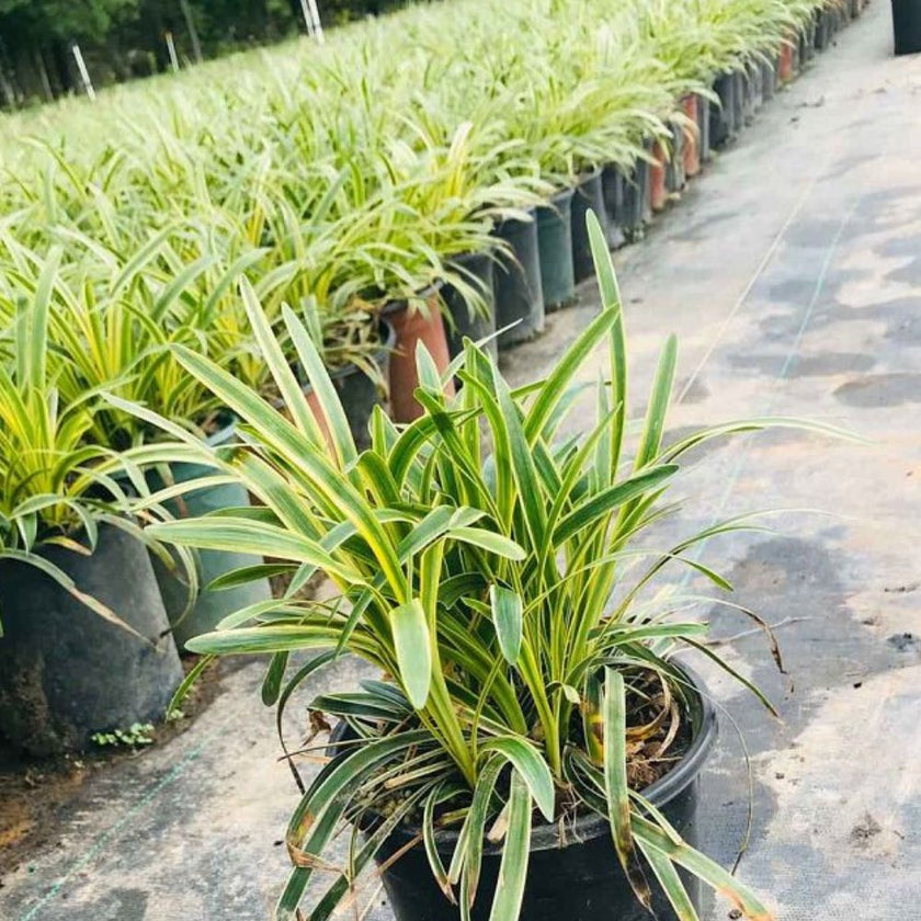 Azteca Grass Liriope Muscari for Sale | PlantologyUSA.com – Plantology USA
