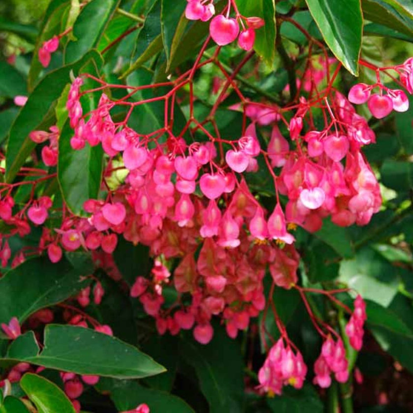 Begonia 'Angel Wing Pink' for Sale | PlantologyUSA.com – Plantology USA
