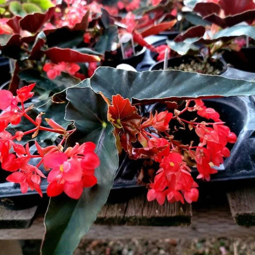 Begonia 'Torch Red' for Sale | PlantologyUSA.com – Plantology USA