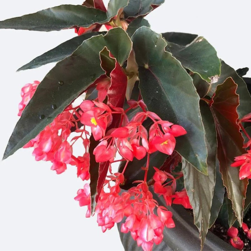 Begonia 'Torch Red' for Sale | PlantologyUSA.com – Plantology USA